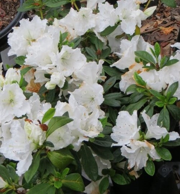 White Azalea