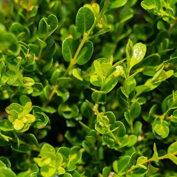 Winter Gem Boxwood