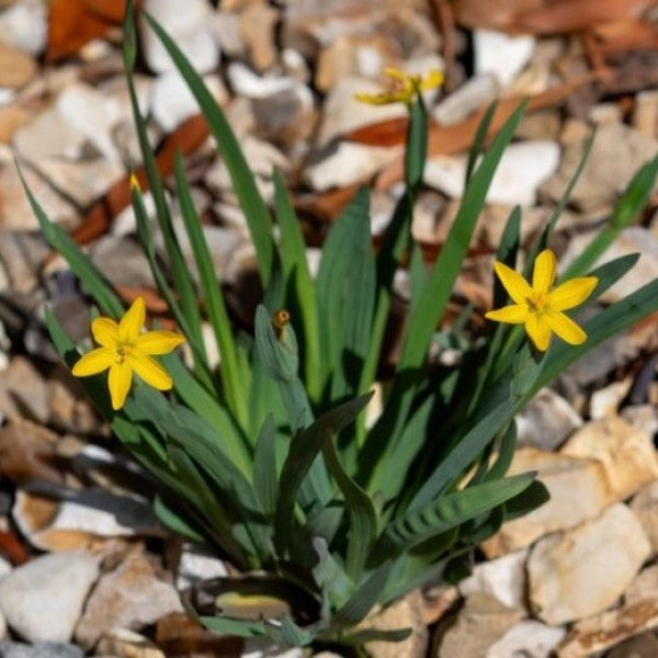 Yellow Eyed Grass | C&J Gardening Center