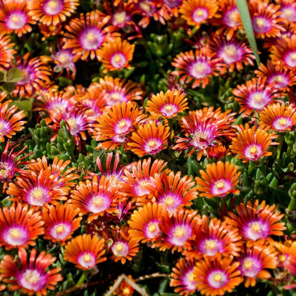 Fire Spinner Ice Plant | C&J Gardening Center