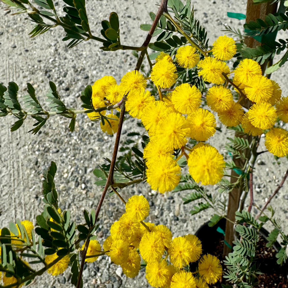 Mudgee Wattle | C&J Gardening Center