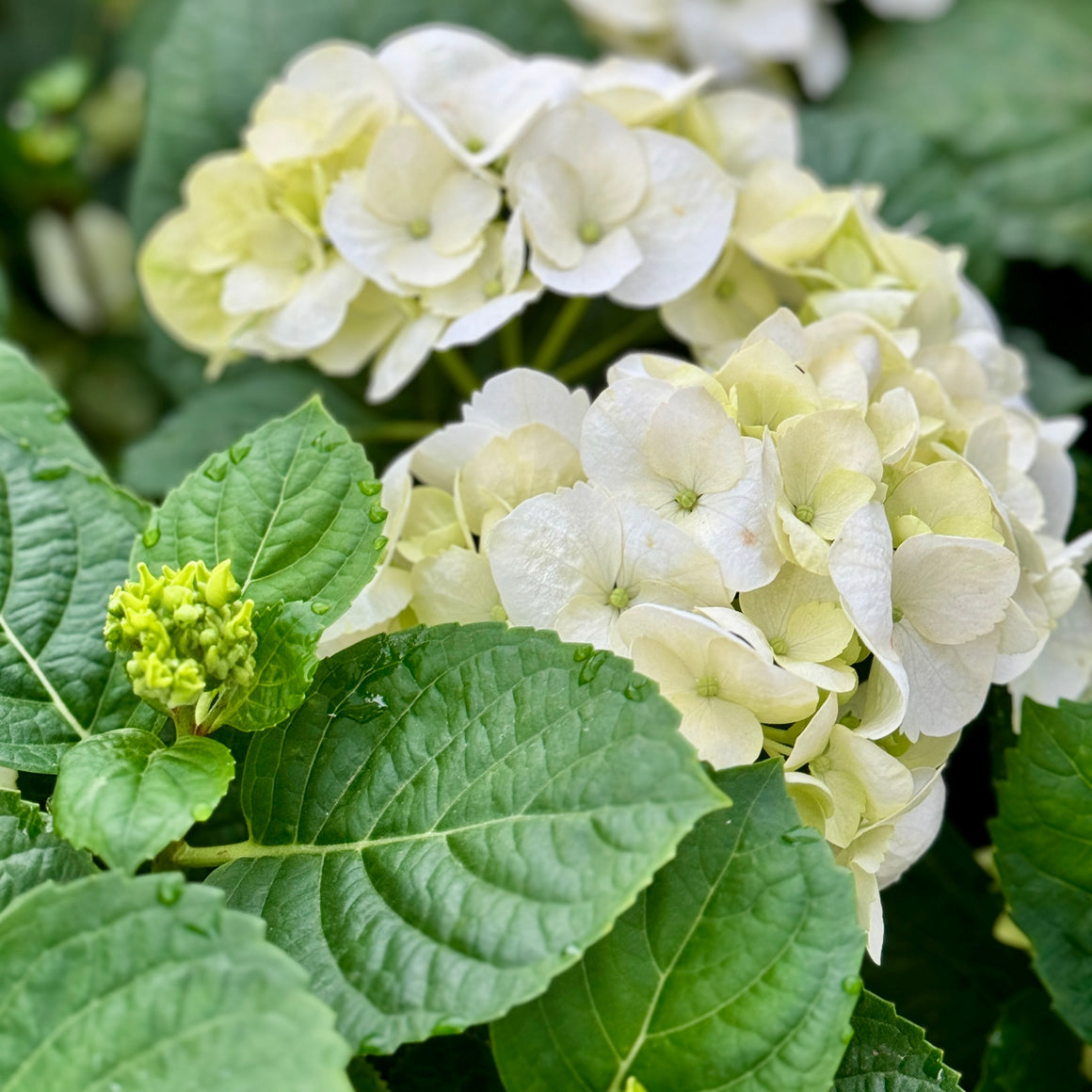 White Shade Hydrangea | C&J Gardening Center