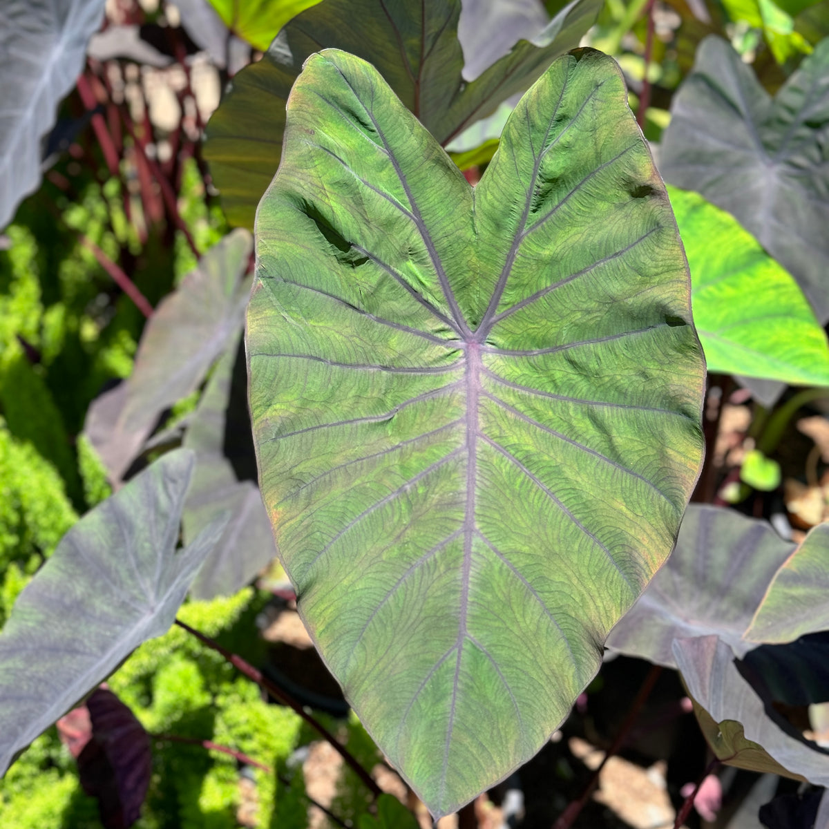 Black Magic Elephant Ears | C&J Gardening Center