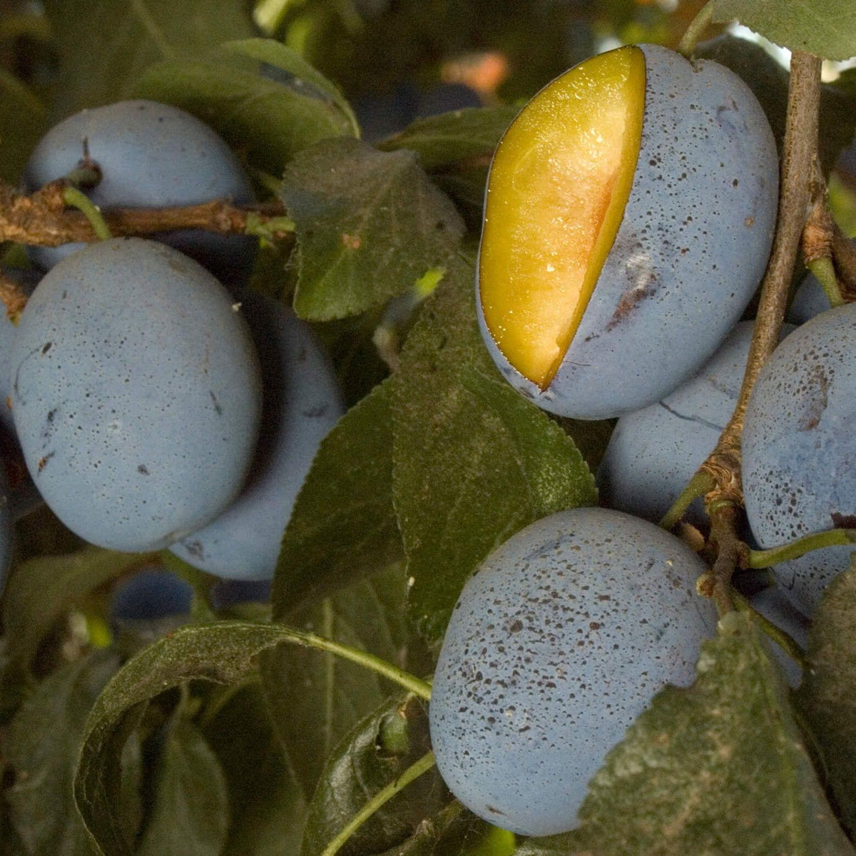 Stanley Prune Plum | C&J Gardening Center