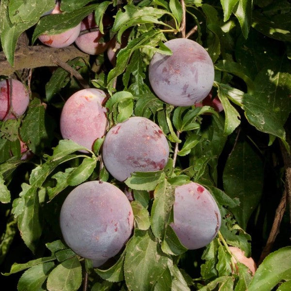 Weeping Santa Rosa Plum | C&J Gardening Center