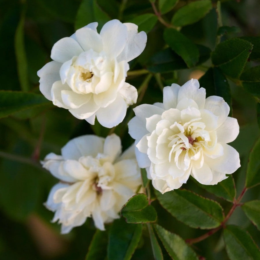 White Lady Banks Climbing Rose | C&J Gardening Center