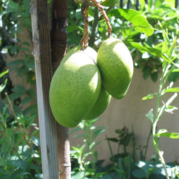 Filipino Mango Tree 30 Must Try Fruits In The Philippines | Will Fly