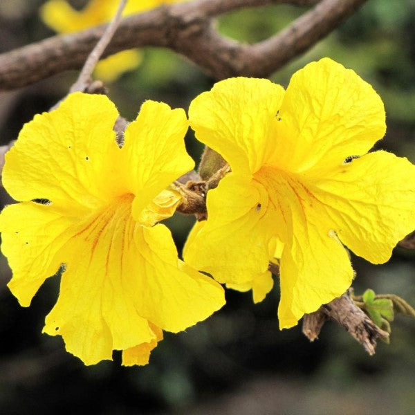 Golden Trumpet Tree | C&J Gardening Center
