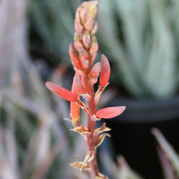 Blue Elf Aloe | C&J Gardening Center