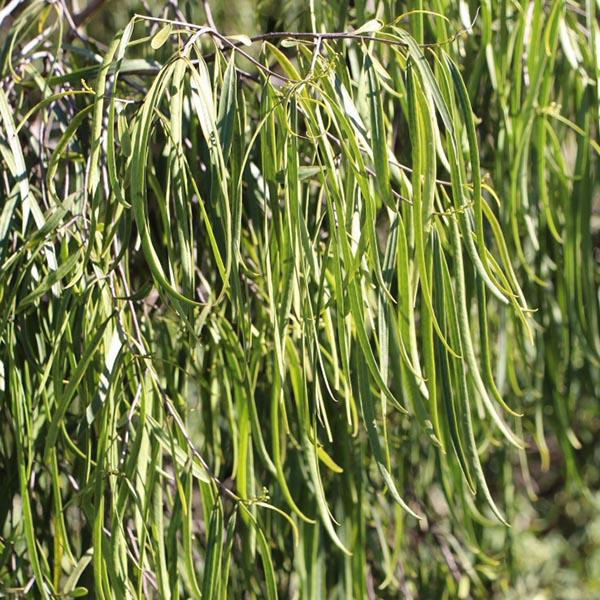 Australian Willow | C&J Gardening Center