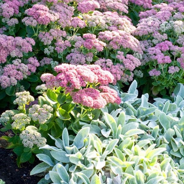Sedum Autumn Delight