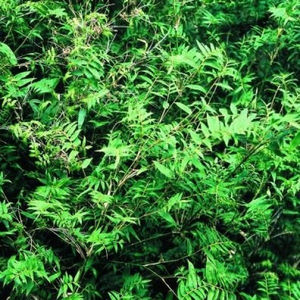 Fernleaf Clumping Bamboo | C&J Gardening Center