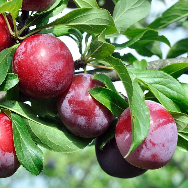 Plum Fruit Tree