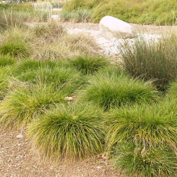 Berkeley Sedge | C&J Gardening Center