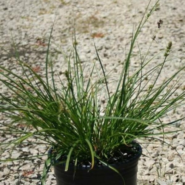 Berkeley Sedge | C&J Gardening Center