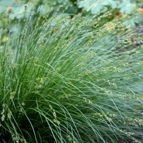 Berkeley Sedge | C&J Gardening Center