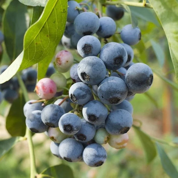Jewel Blueberry | C&J Gardening Center