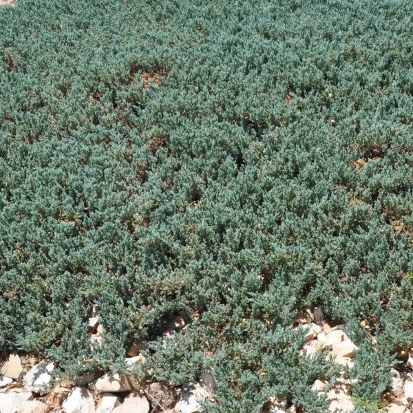Juniperus Horizontalis Blue Rug