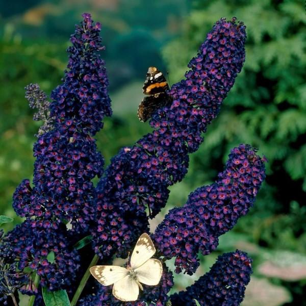 Dark Purple Butterfly Bush | C&J Gardening Center