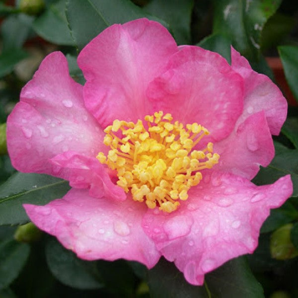 Pink Cleopatra Camellia | C&J Gardening Center