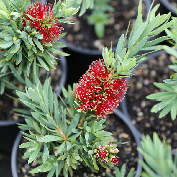Little John Dwarf Bottlebrush | C&J Gardening Center