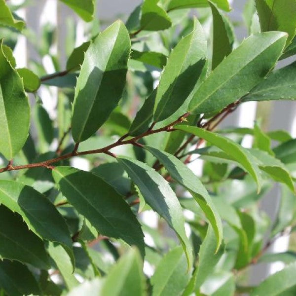Carolina Cherry Laurel | C&J Gardening Center