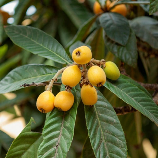 Champagne Loquat | C&J Gardening Center