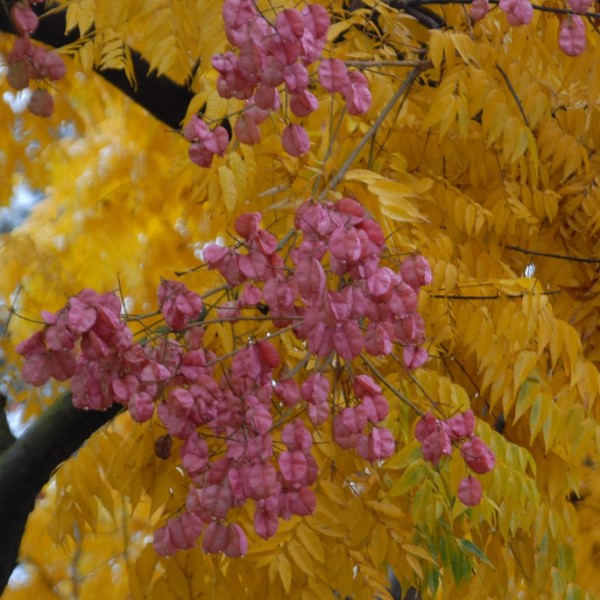 Chinese Flame Tree | C&J Gardening Center