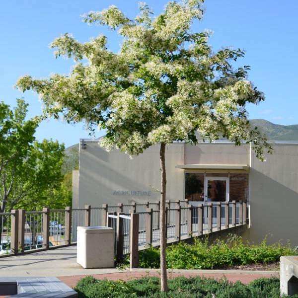 Chinese Fringe Tree | C&J Gardening Center