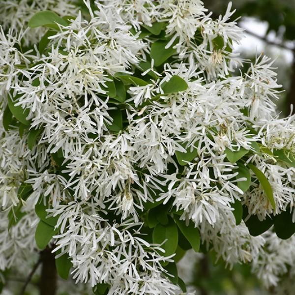 Chinese Fringe Tree | C&J Gardening Center