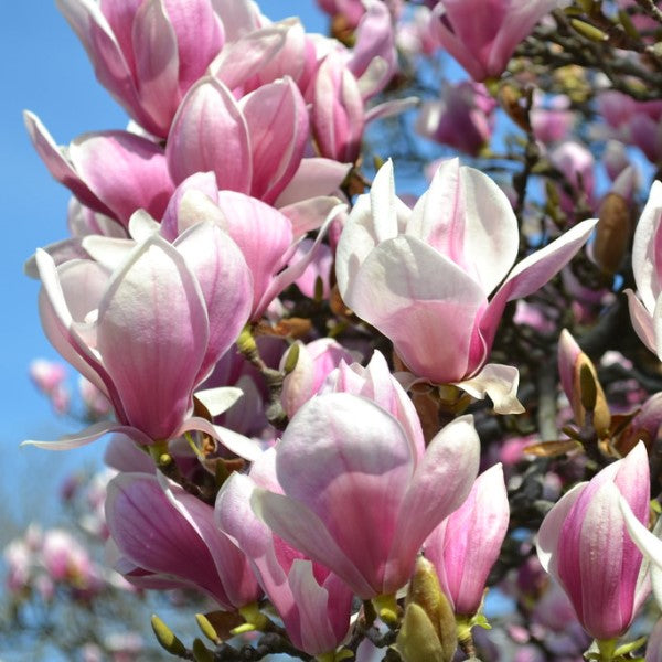Chinese Magnolia Tree