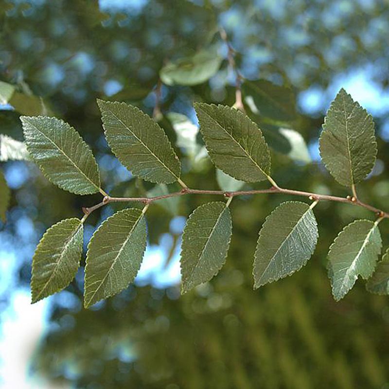 Chinese Elm | C&J Gardening Center