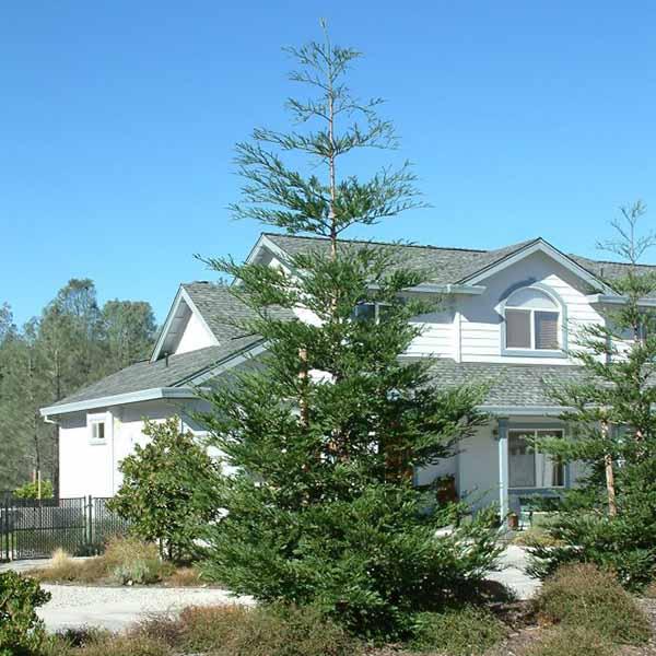 Landscaping With Redwood Trees Dawn Redwood | Description, Discovery,