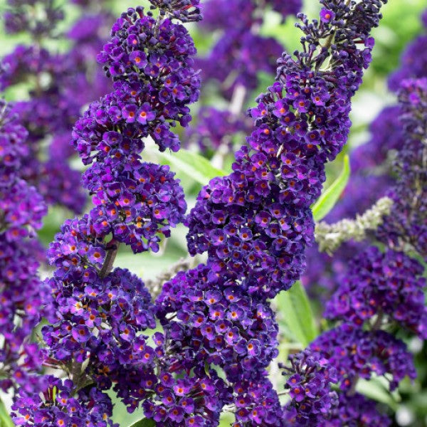 Dark Purple Butterfly Bush | C&J Gardening Center