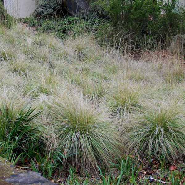 Deer Grass | C&J Gardening Center