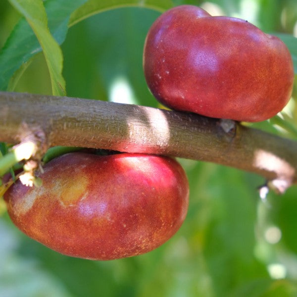 Goldmine Nectarine | C&J Gardening Center
