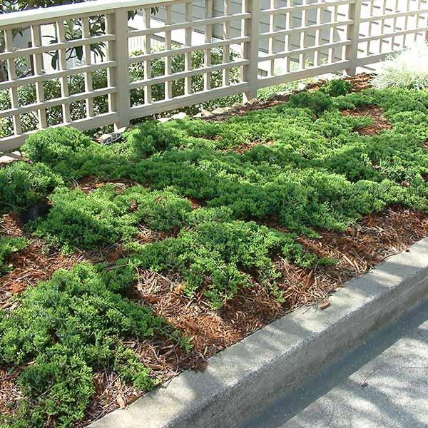 Dwarf Japanese Garden Juniper | C&J Gardening Center