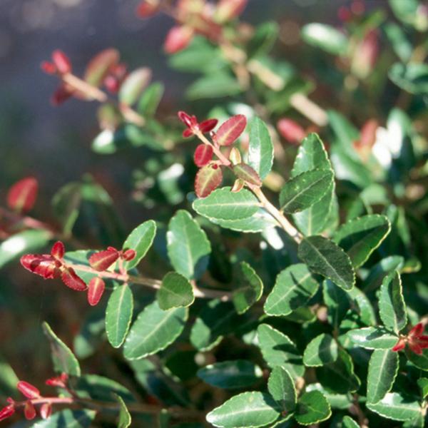 Dwarf Yaupon Holly