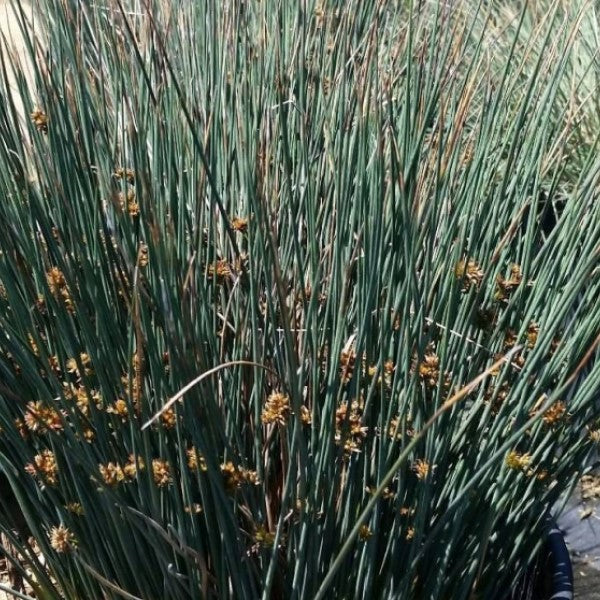 Juncus Patens