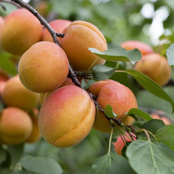 Flavor Giant Apricot | C&J Gardening Center
