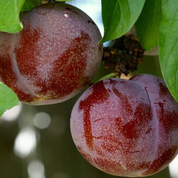 Flavor King Pluot | C&J Gardening Center