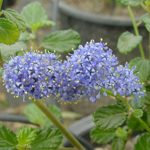 Frosty Blue California Lilac | C&J Gardening Center