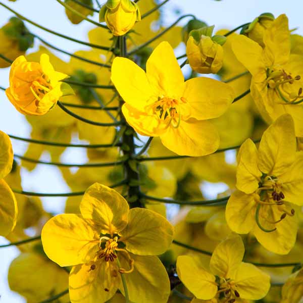 On Sale - Trees | C&J Gardening Center