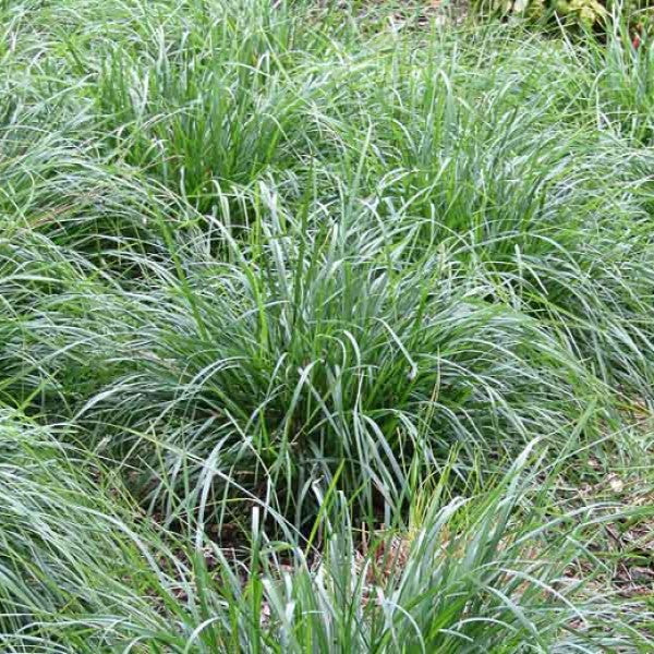 Greenlee Moor Grass | C&J Gardening Center
