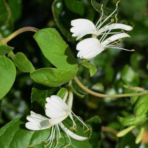 White Honeysuckle Flower