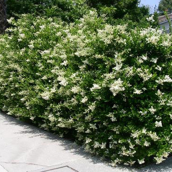 Japanese Privet Tree