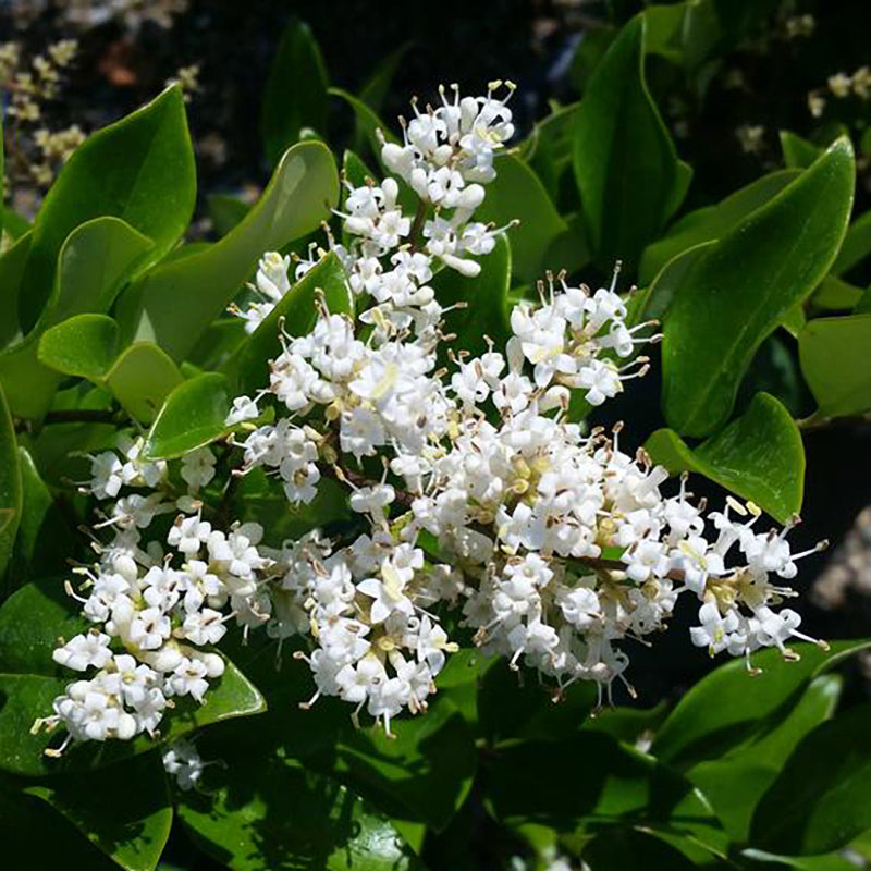 Japanese Privet Tree Leaves