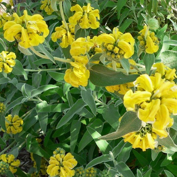 Jerusalem Sage | C&J Gardening Center