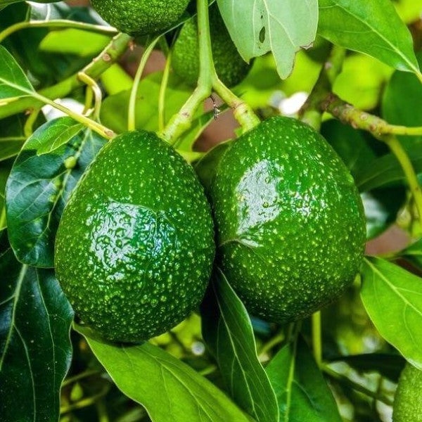 Hass Avocado | C&J Gardening Center