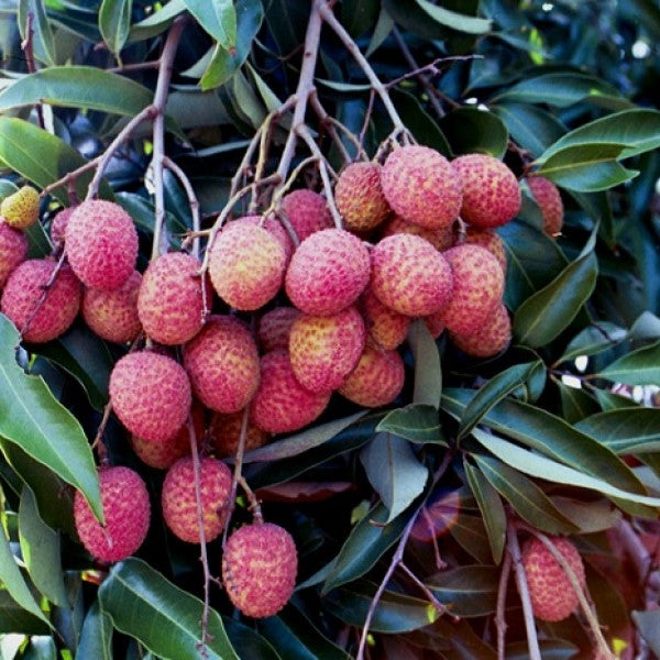 Mauritius Lychee | C&J Gardening Center